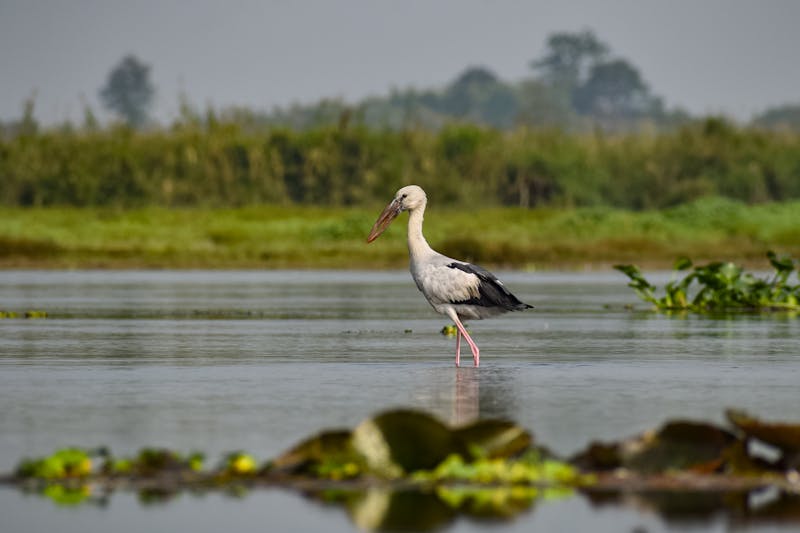 Dibru Saikhowa National Park: A Birdwatcher